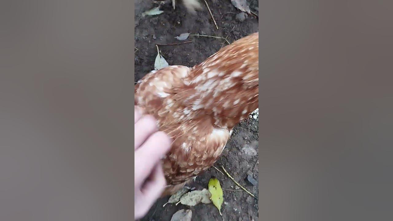 Куриное царство. #минск - YouTube