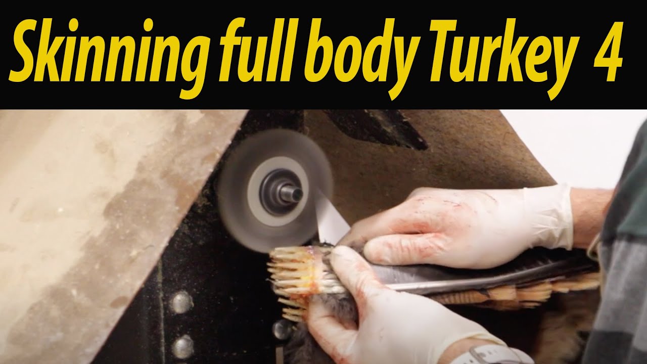 Skinning a Meriam Turkey . Full body mount. Part 4. - YouTube