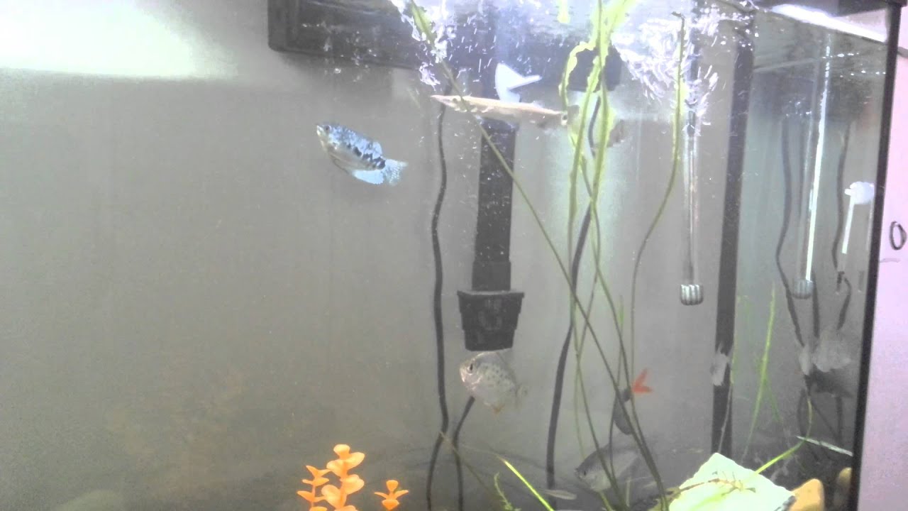Rocket Gar feeding - YouTube