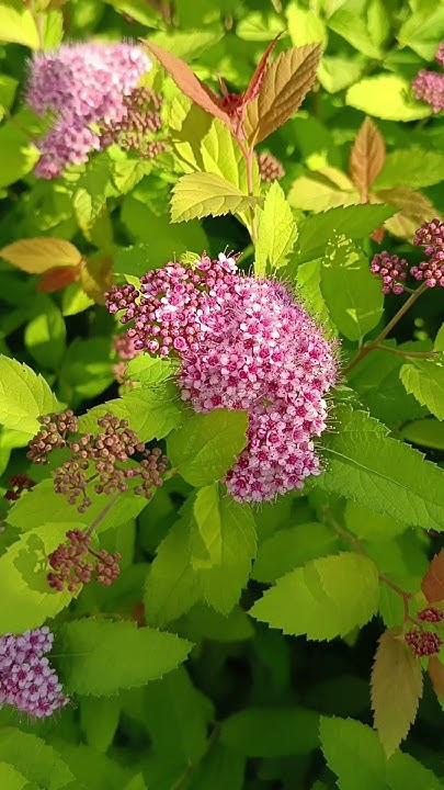 Спирея пинк энд голд #flowers #garden #nature #сад #god #июль - YouTube