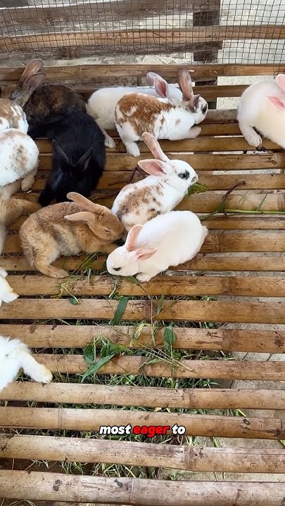 How cute these little rabbits 😇🥰#rabbit #rabbitfarm #rabbitbreeds #rabbitmarket - YouTube