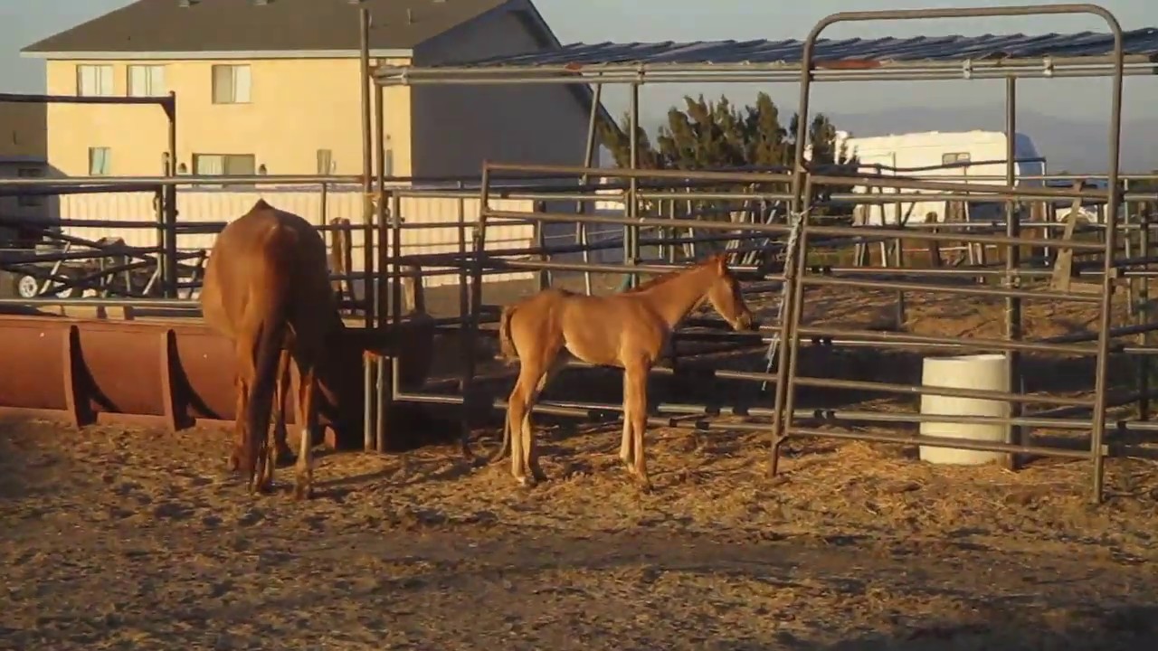 RED DUN COLT 12 DAYS OLD RUNNING AND COW BRED - YouTube