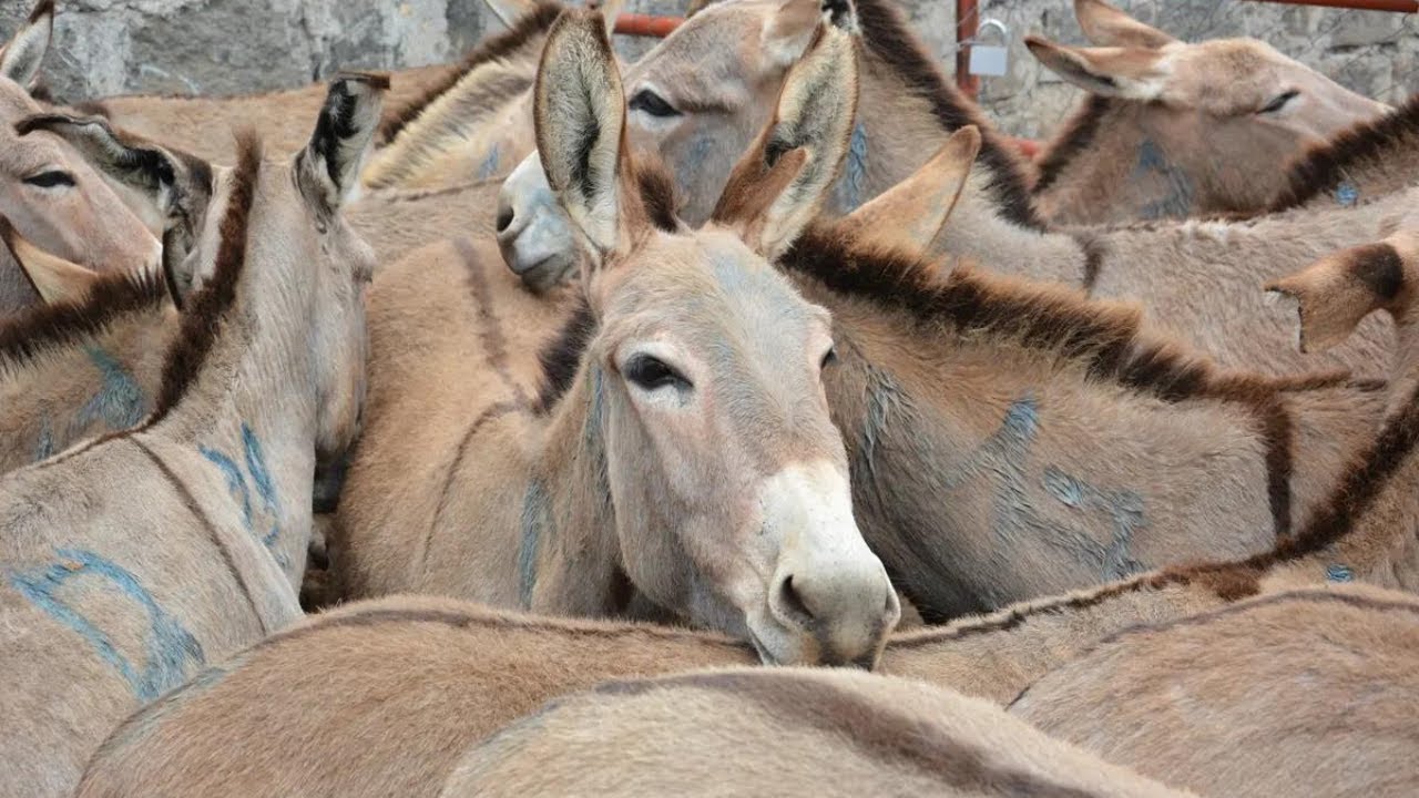 Donkey Skin Trade: Donkey population continues to dwindle, trade on ...