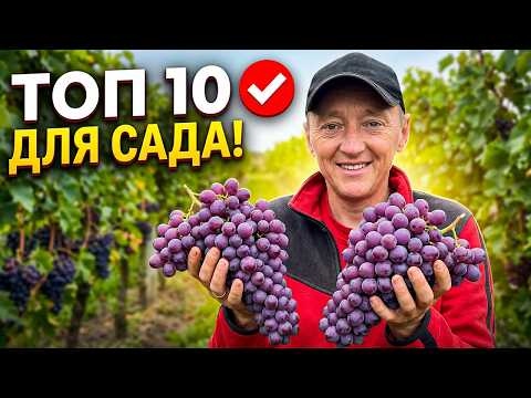Лучшие сорта винограда для вашего сада: мой личный топ 10