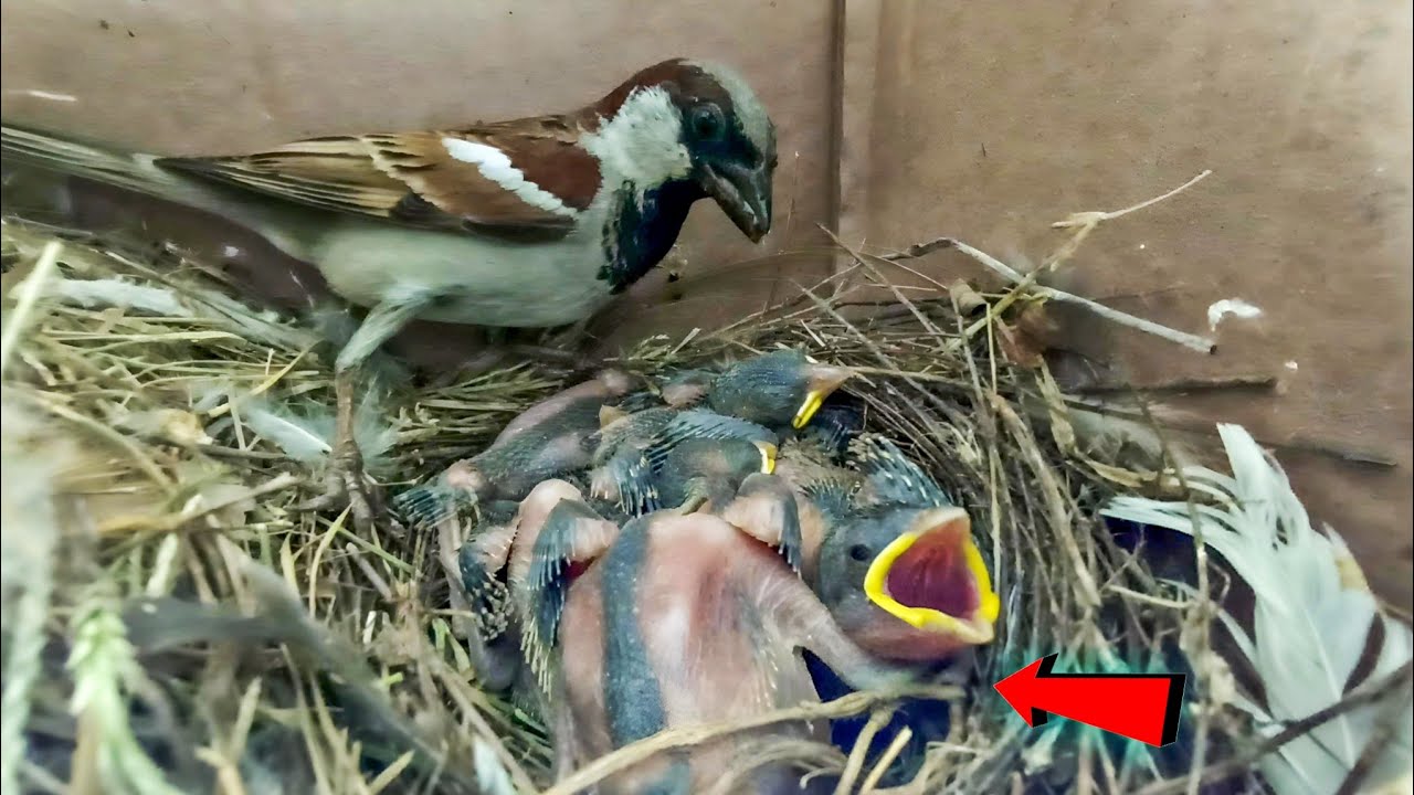 Sparrow Babies in a Lovely Nest @birdswithme107 - YouTube