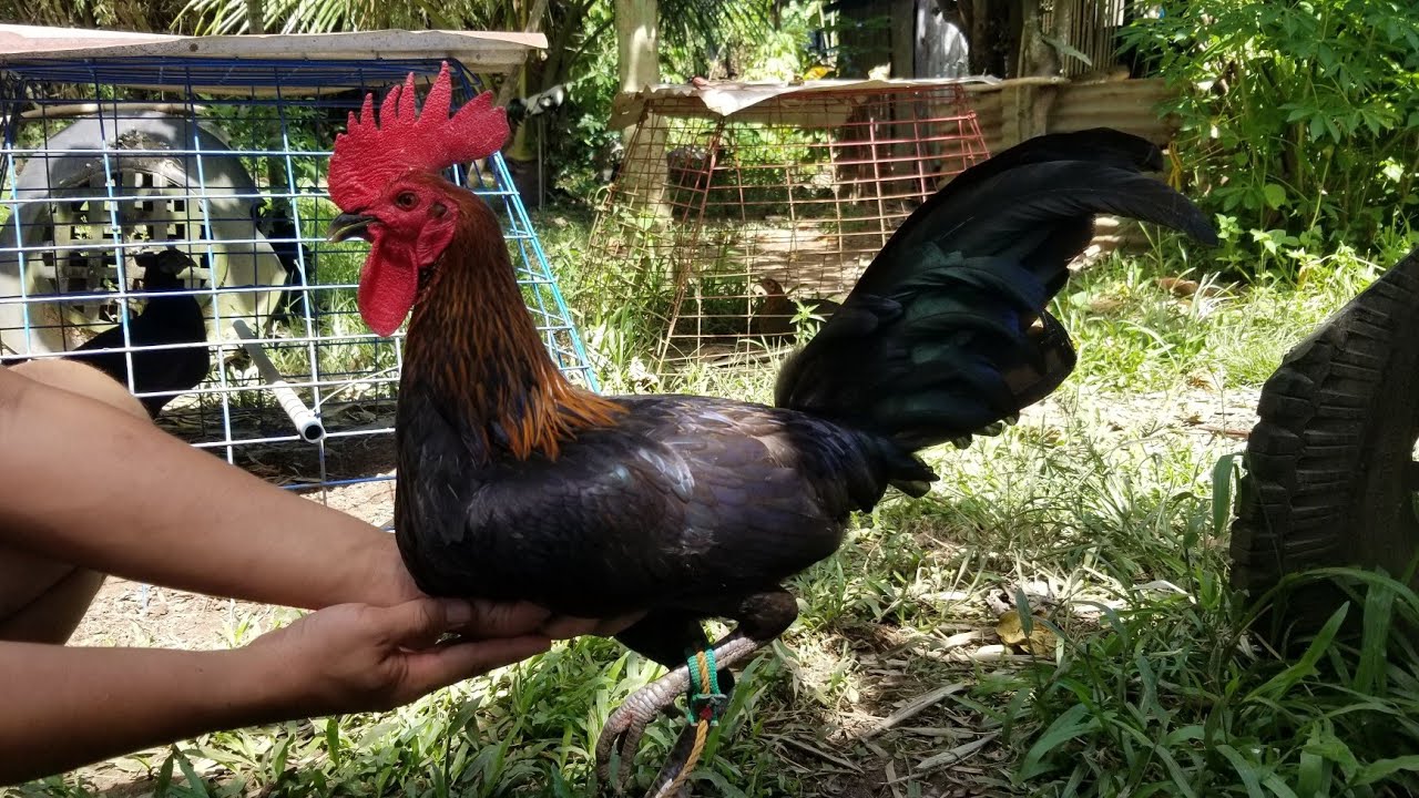 For Sale Na Manok - YouTube