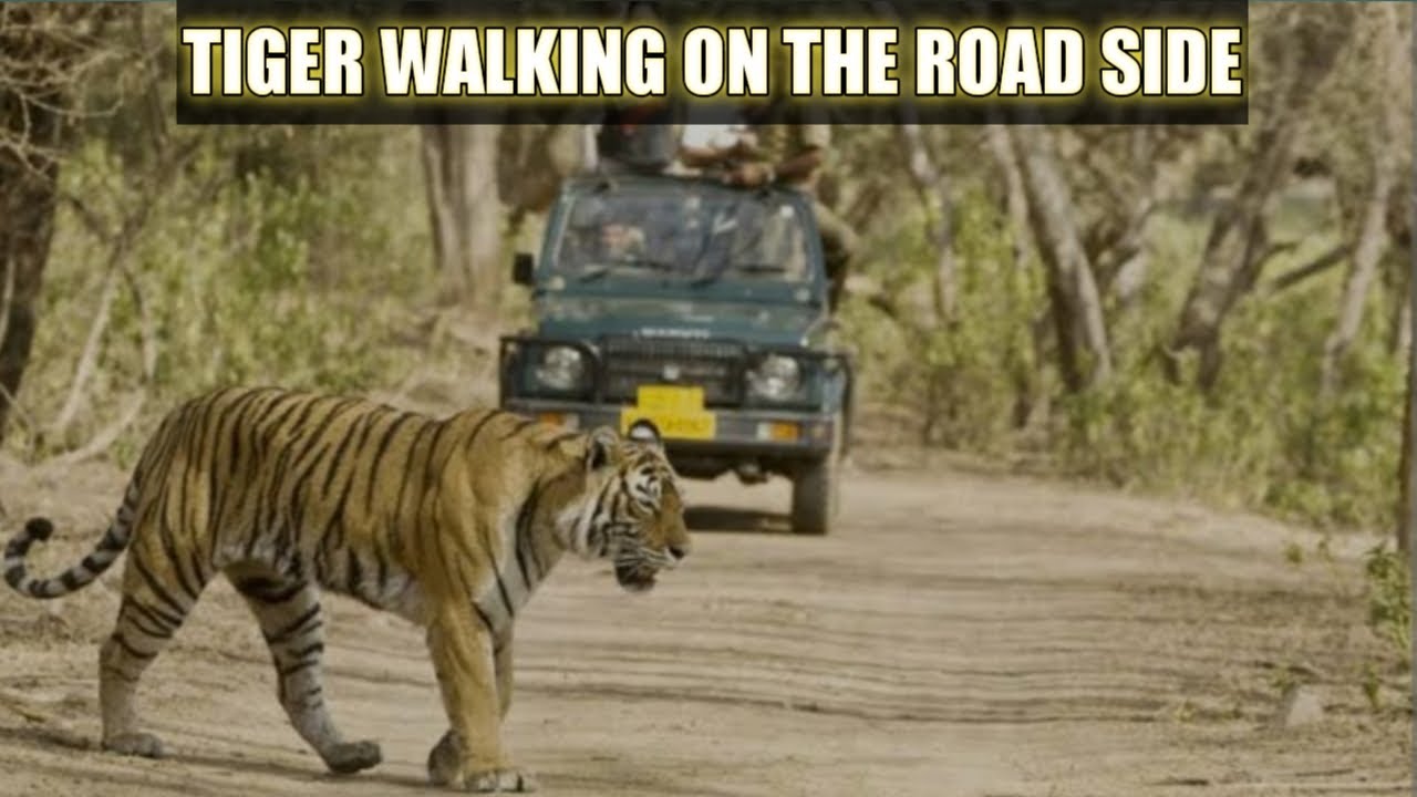 tiger walking on the road side in dhikala zone jim corbett national ...