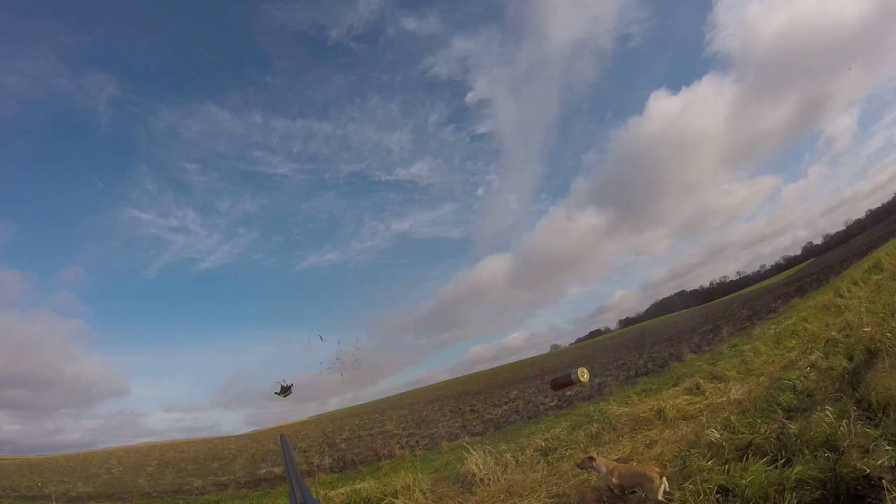 Pheasant Hunt - Pointing Yellow Lab - YouTube