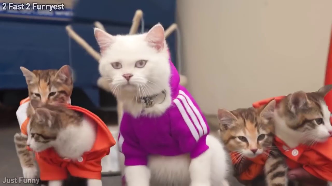 Aaron's Animals NEW VIDEO!!! - YouTube