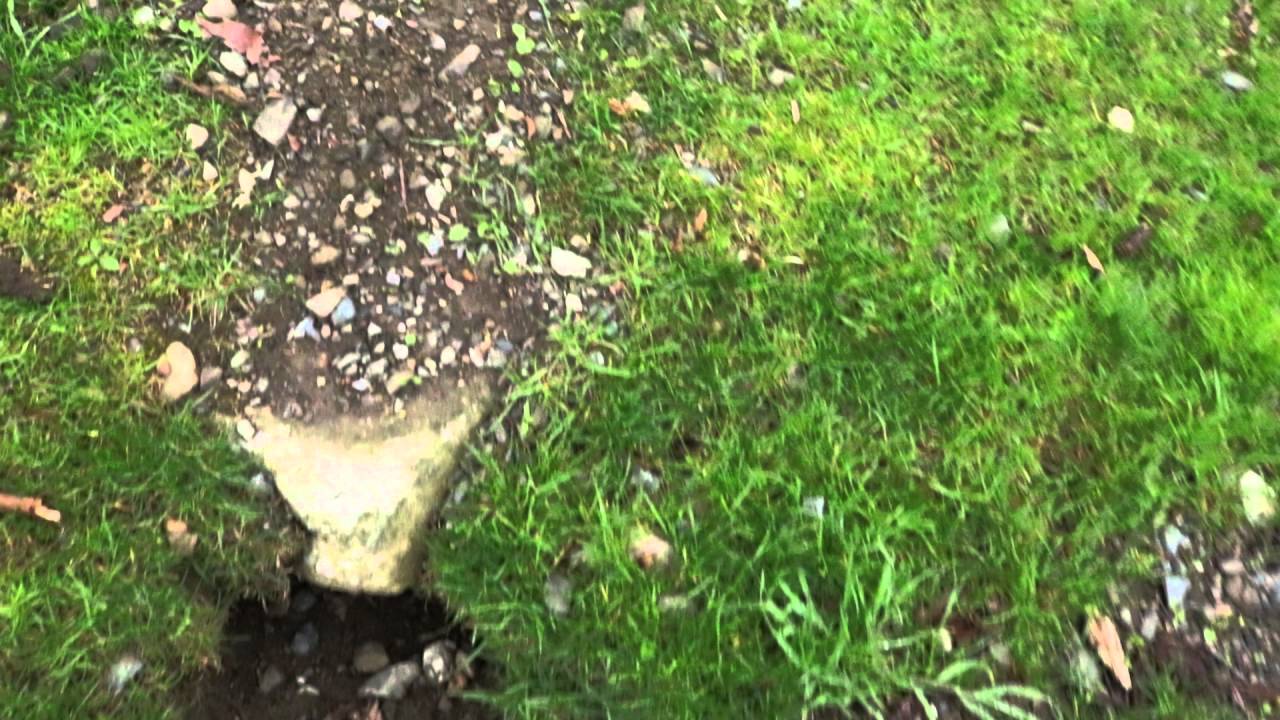 Sciurophobia: A Short - YouTube