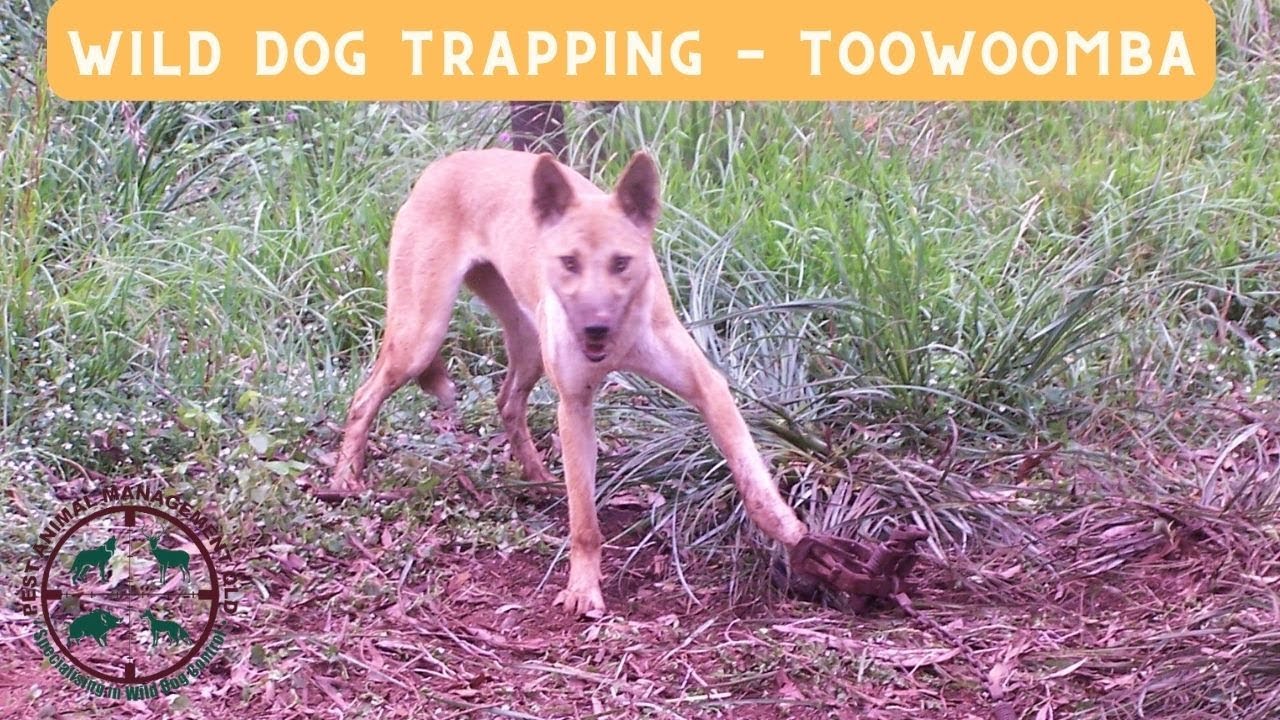 Wild Dog Trapping in the Suburbs of Toowoomba, SE Qld - YouTube