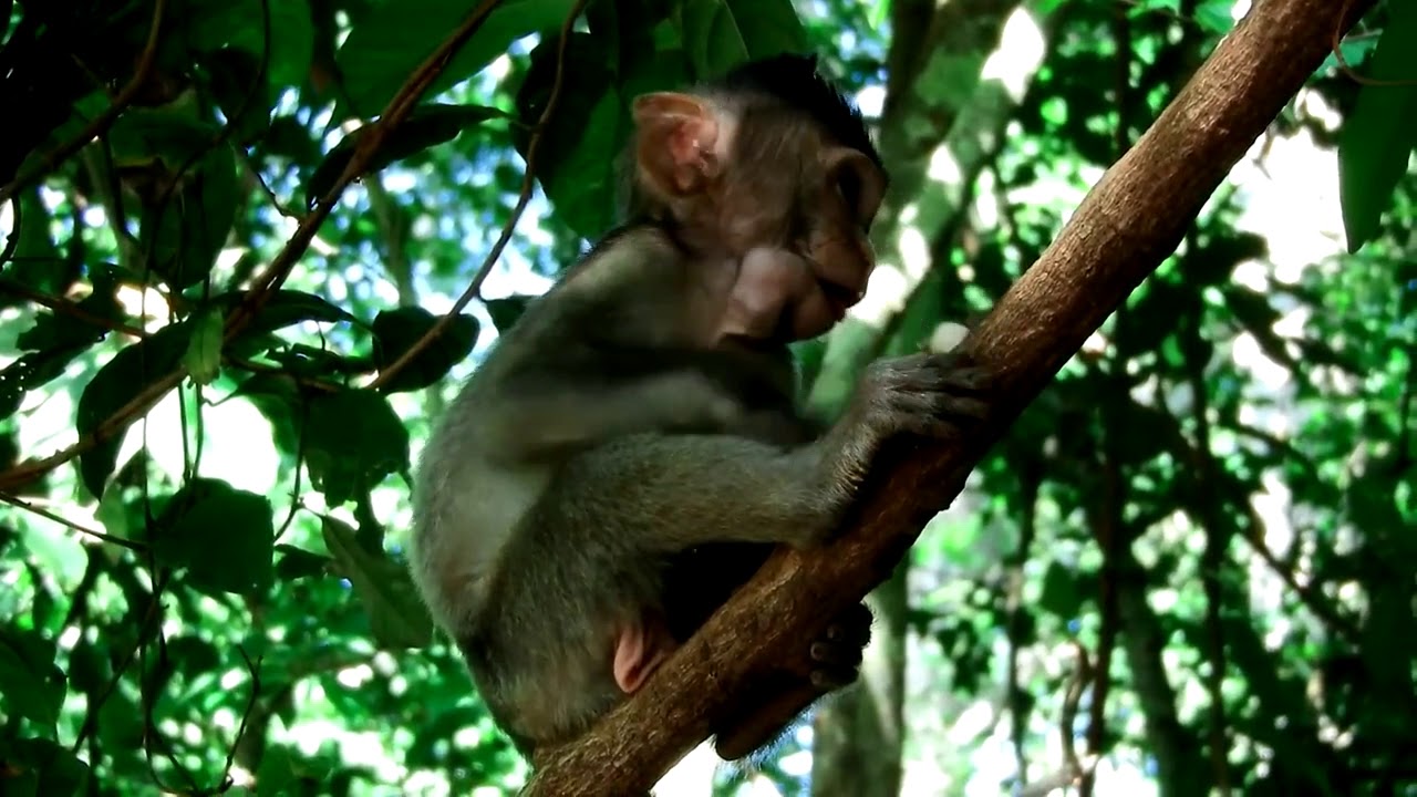 Cute Baby Monkey Praying Please Give Me A:768 - YouTube