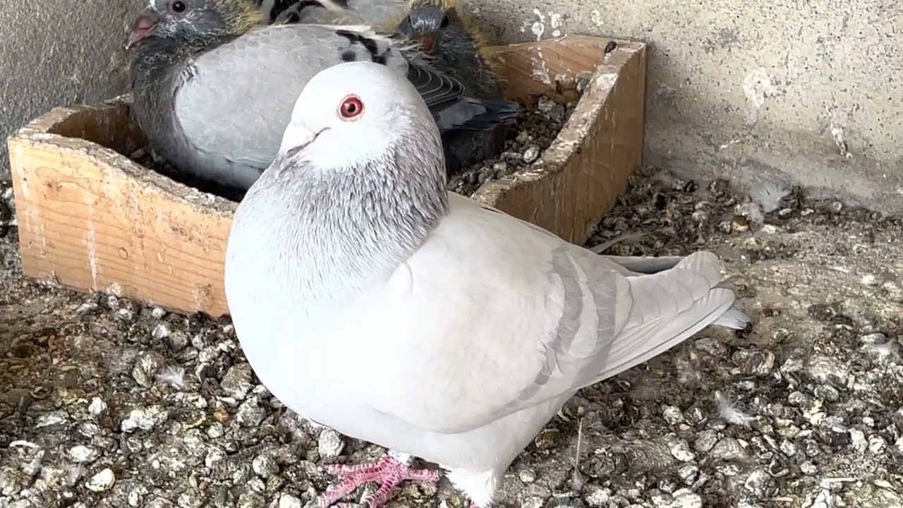 Risalpur Fancy Pigeons Milky & Blue bar less imported rings in breeding ...