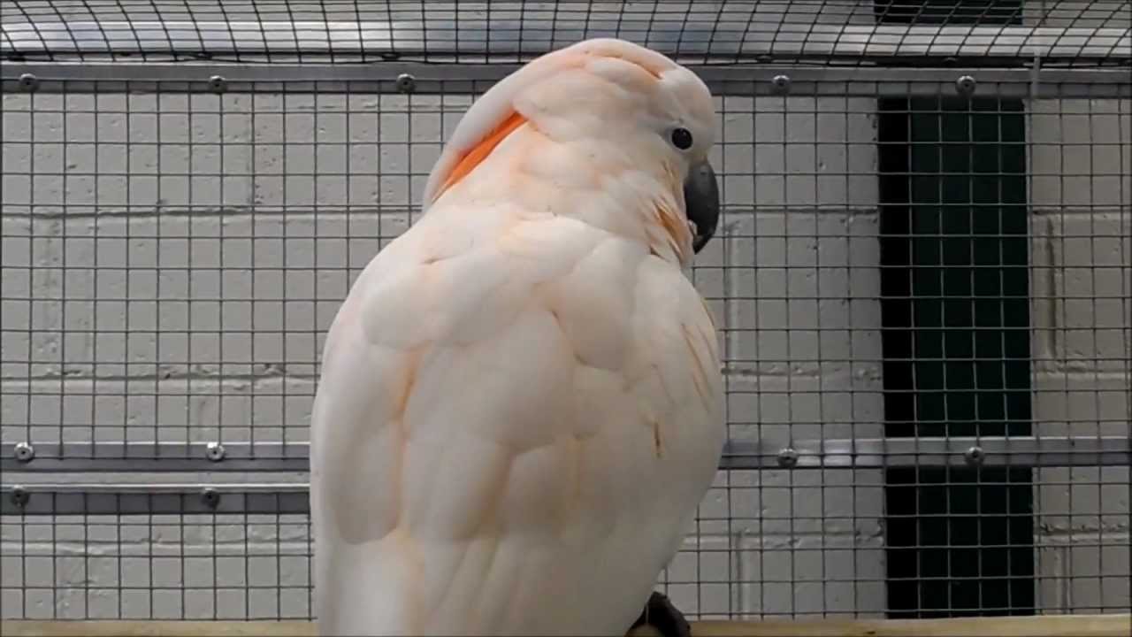 Crazy Cockatoo- Evil laughing - YouTube