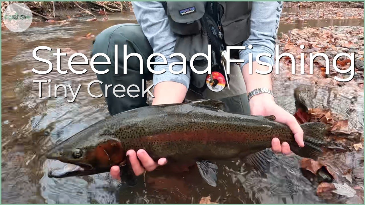 $40 Rod Challenge | Big Steelhead - YouTube