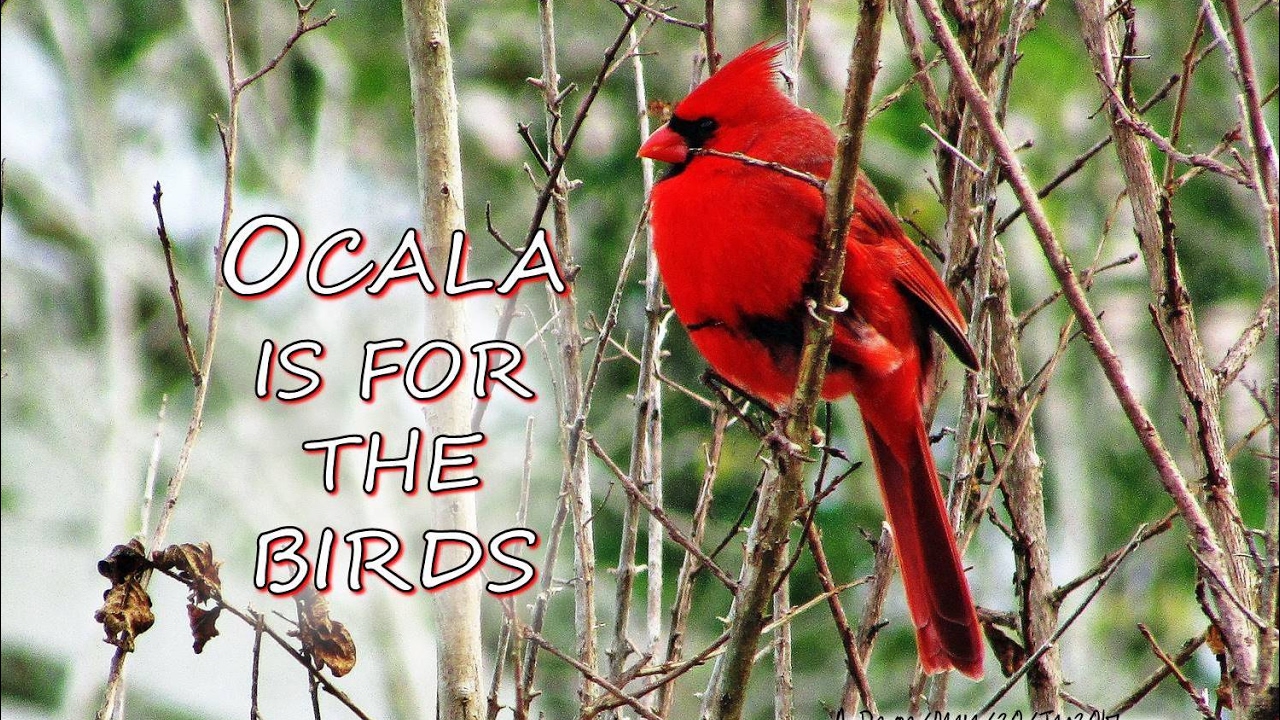 Birds of Ocala Winter 2017 Movie - YouTube