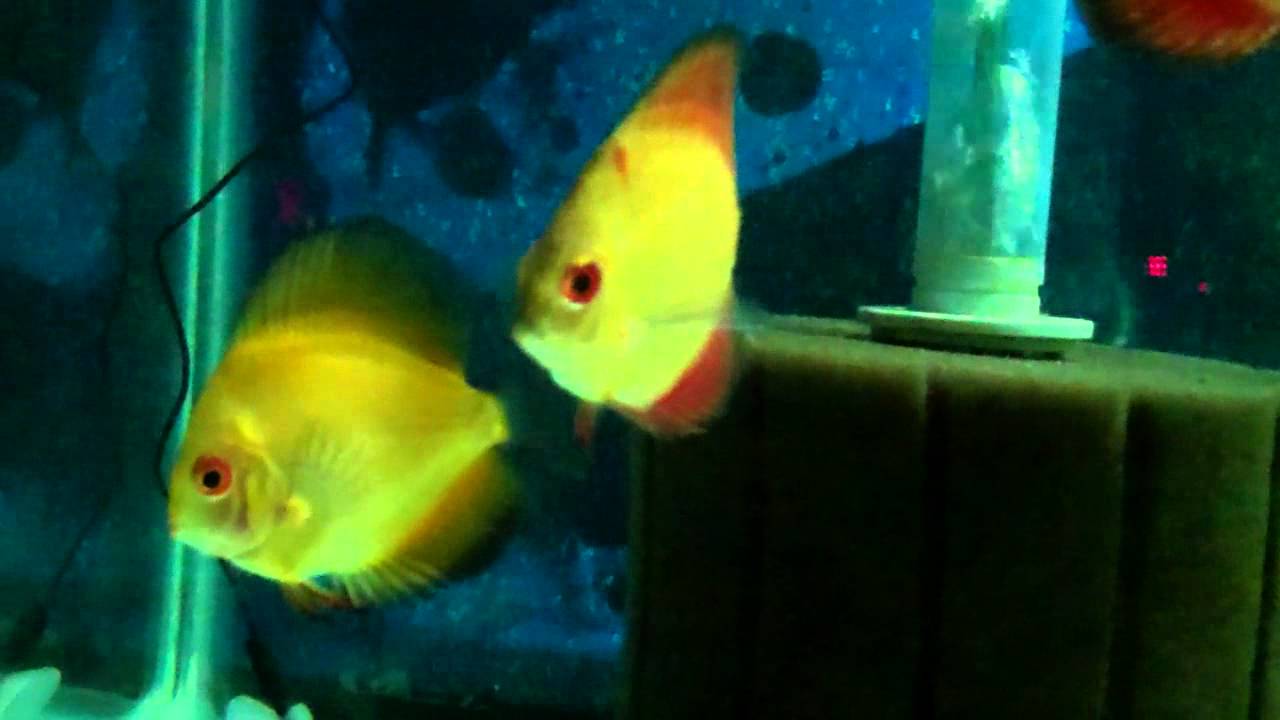 Red Melon and Golden Sunrise Discus March 2012 - YouTube