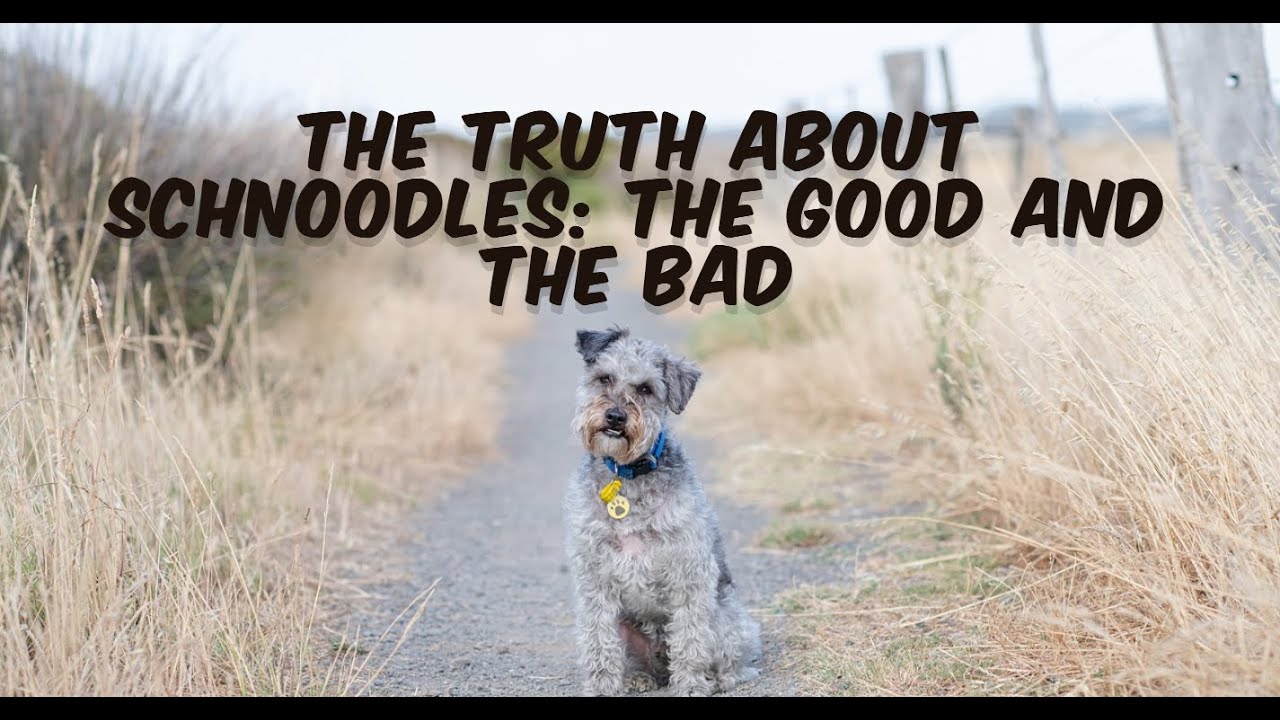 The Truth About Schnoodles : The Good and the Bad - YouTube