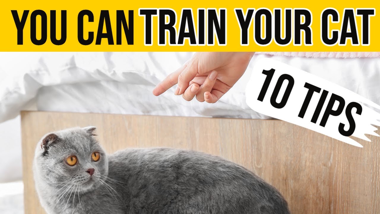 10 Tips to Train Your Cat (Most People Don't Know #8) - YouTube