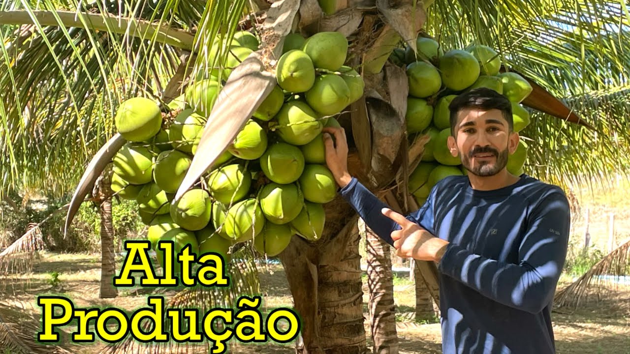 O plantio de coco mais bonito q já vi. - YouTube