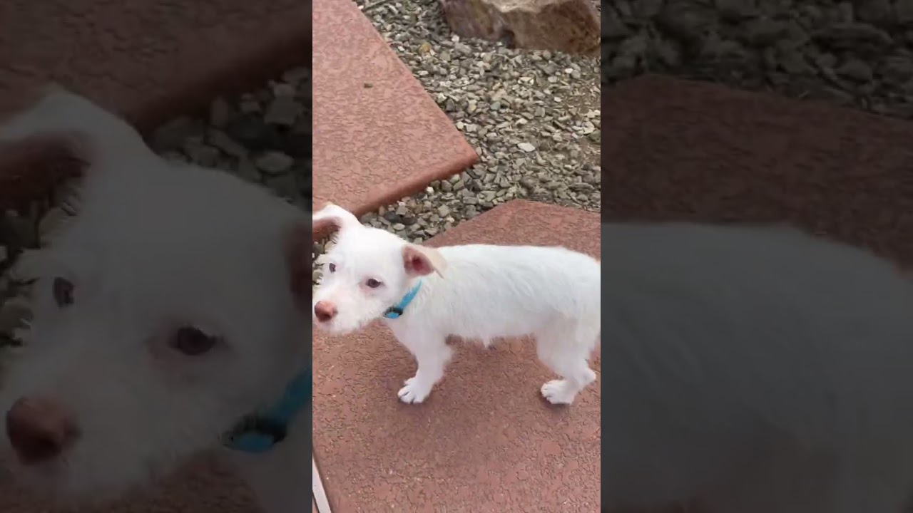 Zora is adoptable! - YouTube