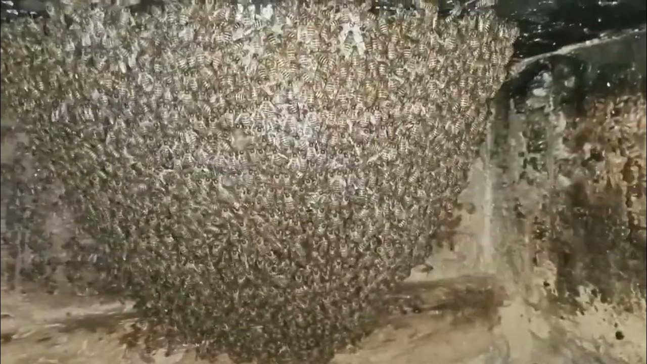 Apis Cerana 10 Days Progress in Wall Hive - YouTube