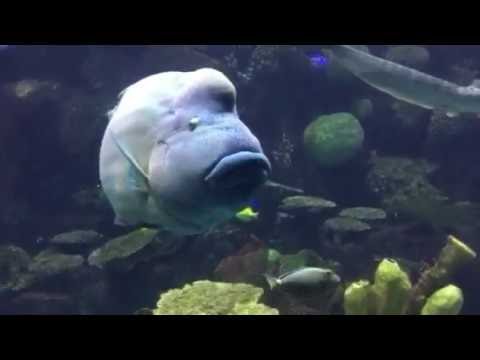 Have You Ever Seen a Fish Yawn? - YouTube