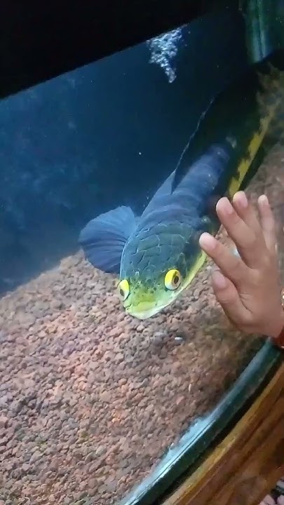 So cute 🥰🥰🥰 my Channa beranjak dewasa - YouTube