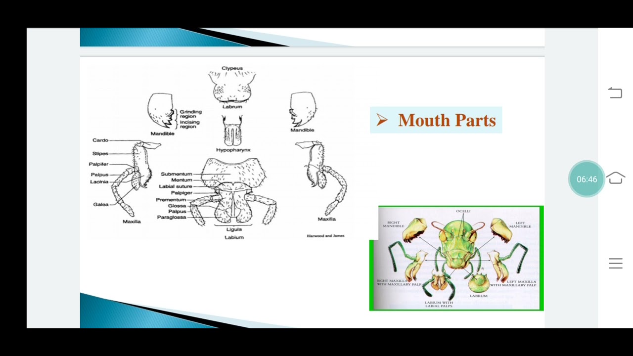 Morphology and Digestive system of Grasshopper - YouTube