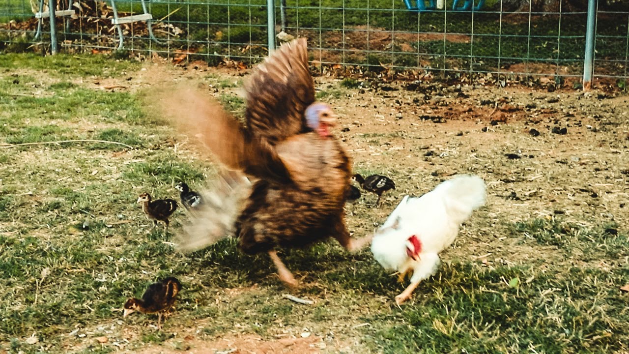 Mama Turkey defends her chicks -- more than I expected! - YouTube