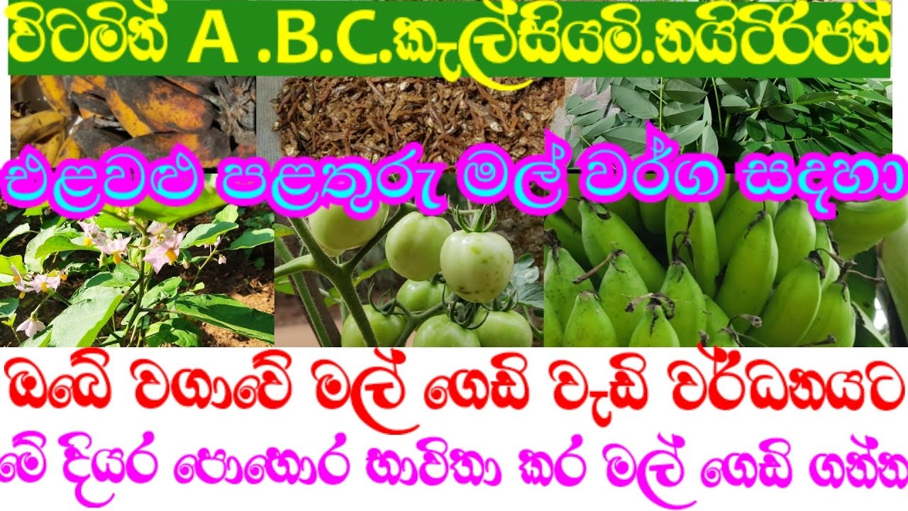 elawalu palaturu malwarga sadha hodama vitamin diyara pohora - YouTube