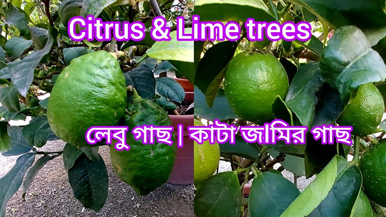 Shokher Bagan 2021 | Citrus plant | Citrus & Lime trees | Lemon tree ...