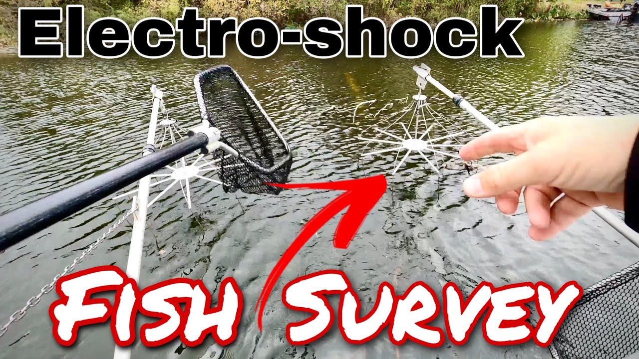 Electro-Shock Fishing Survey - Behind The Scenes at a New Private Lake‼ ...