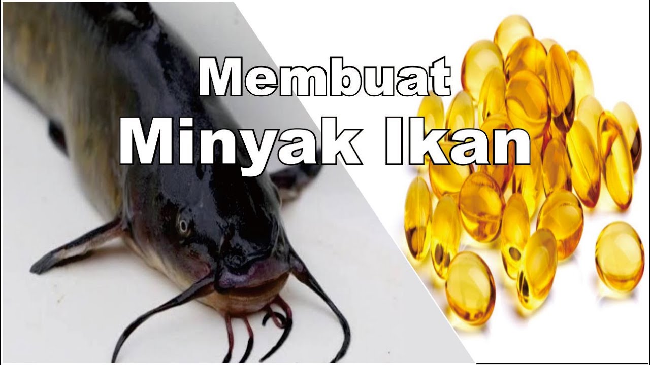 Cara Membuat Minyak Ikan / make fish oil - YouTube