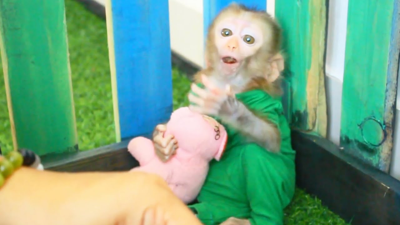 Feeding Baby Monkey!! Daddy try feeding fruit to Ben in the Morning ...