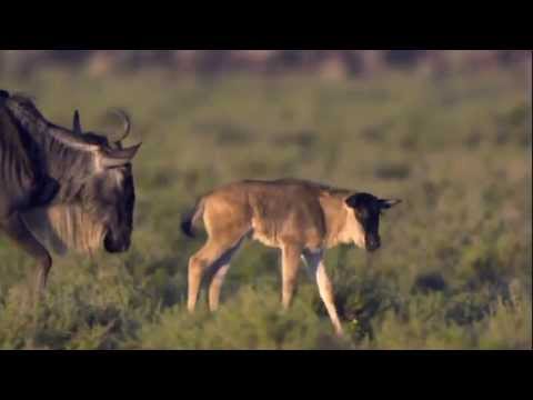 AD NAT GEO WILD CHANNEL FRANCE GNU