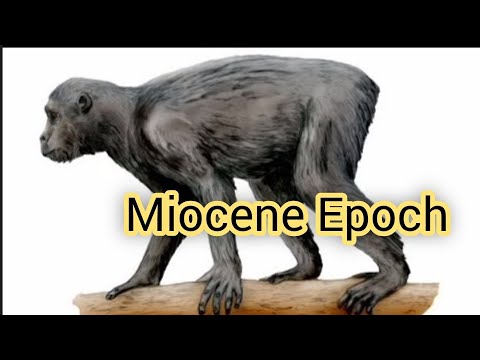 Miocene Epoch: Primates, Apes and Other Mammalian evolution (Part 22 ...