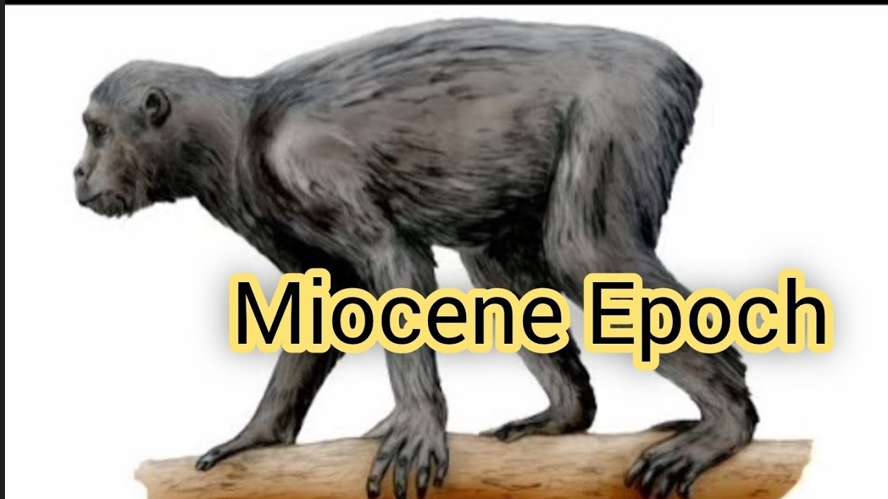 Miocene Epoch: Primates, Apes and Other Mammalian evolution (Part 22 ...