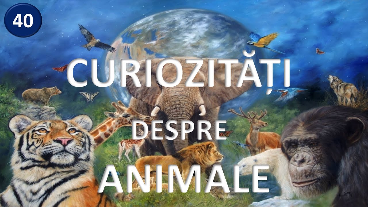 Top 40 curiozitati despre animalele lumii 🦋 stiati ca? - YouTube