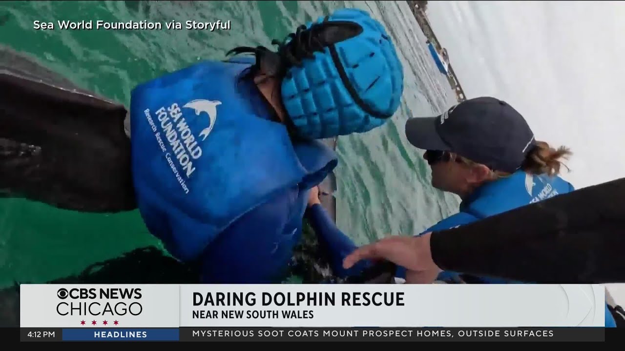 Sea World Foundation rescues dolphin from fishing line in Australia ...