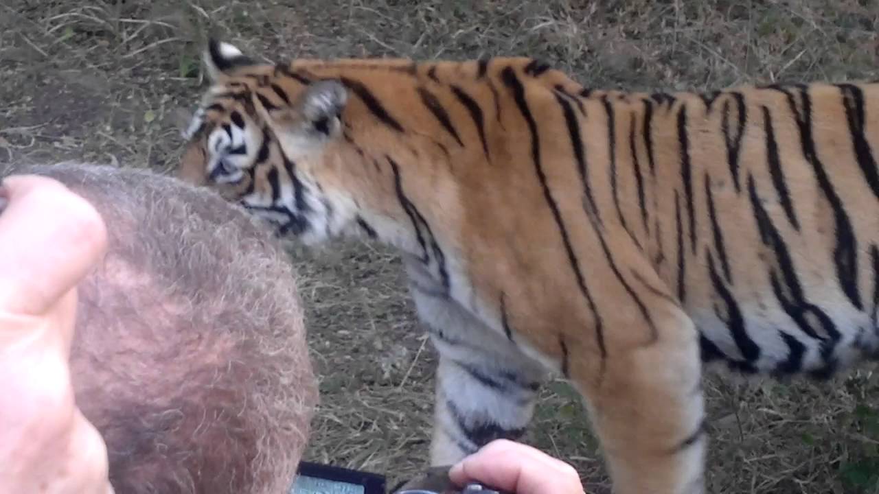 tiger very friendly - YouTube