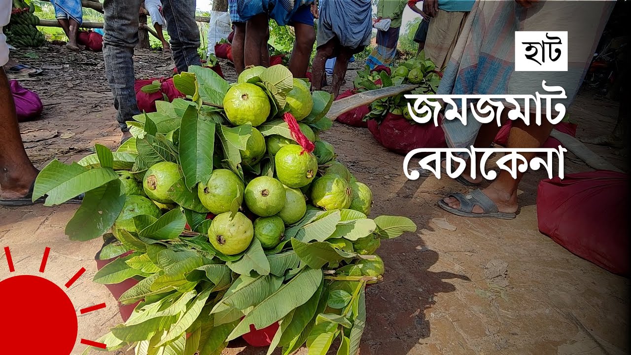 চট্টগ্রাম কক্সবাজার মহাসড়কের পাশে পেয়ারা হাট | Guava Hut - YouTube