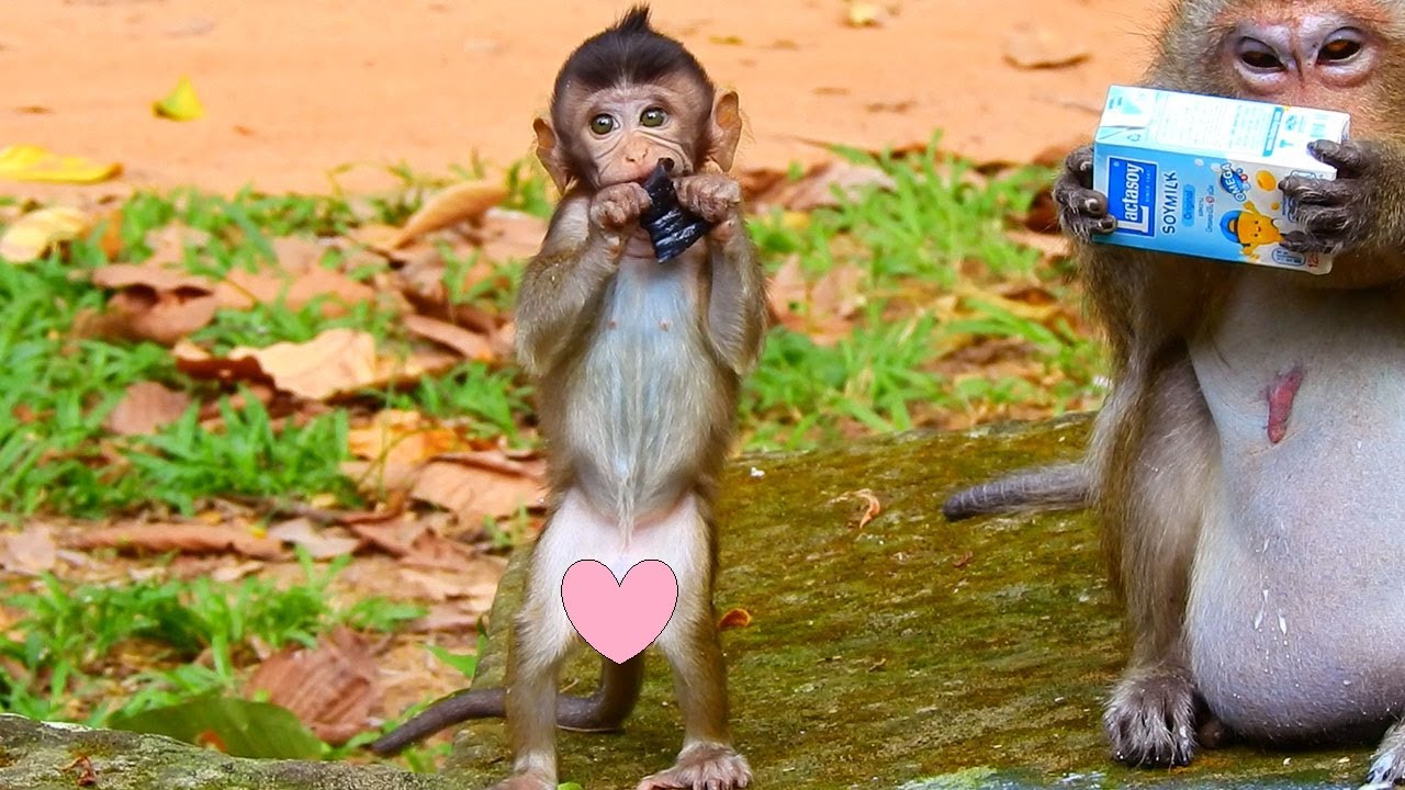 Oh! Baby monkey standing eating ....| So lovely baby monkey. - YouTube