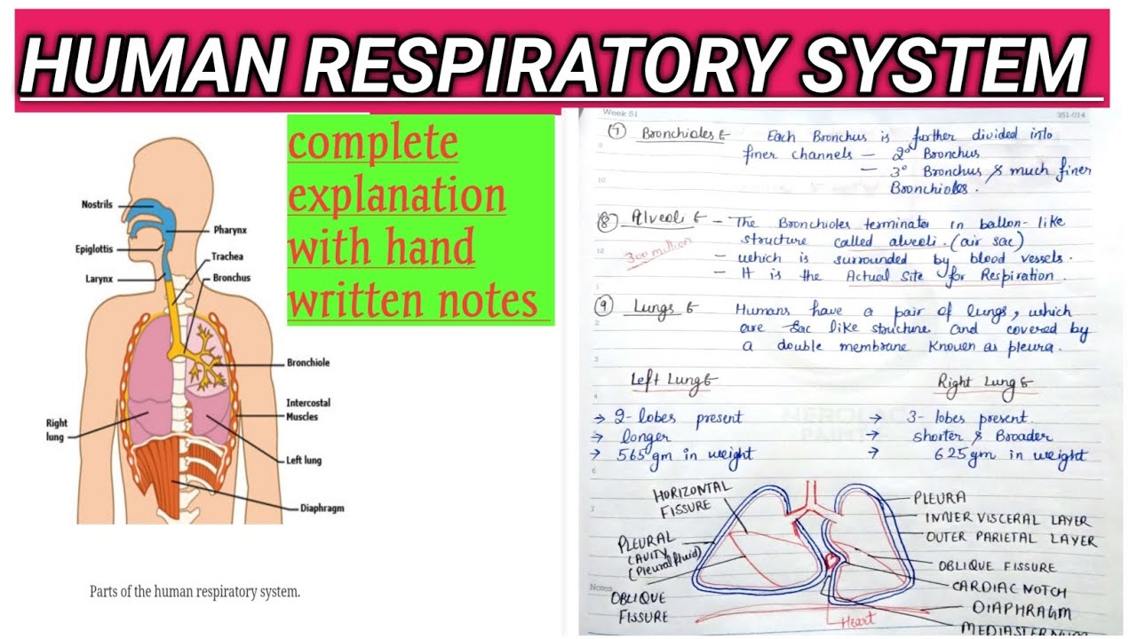 Human respiratory system (class 10th )life processes - YouTube