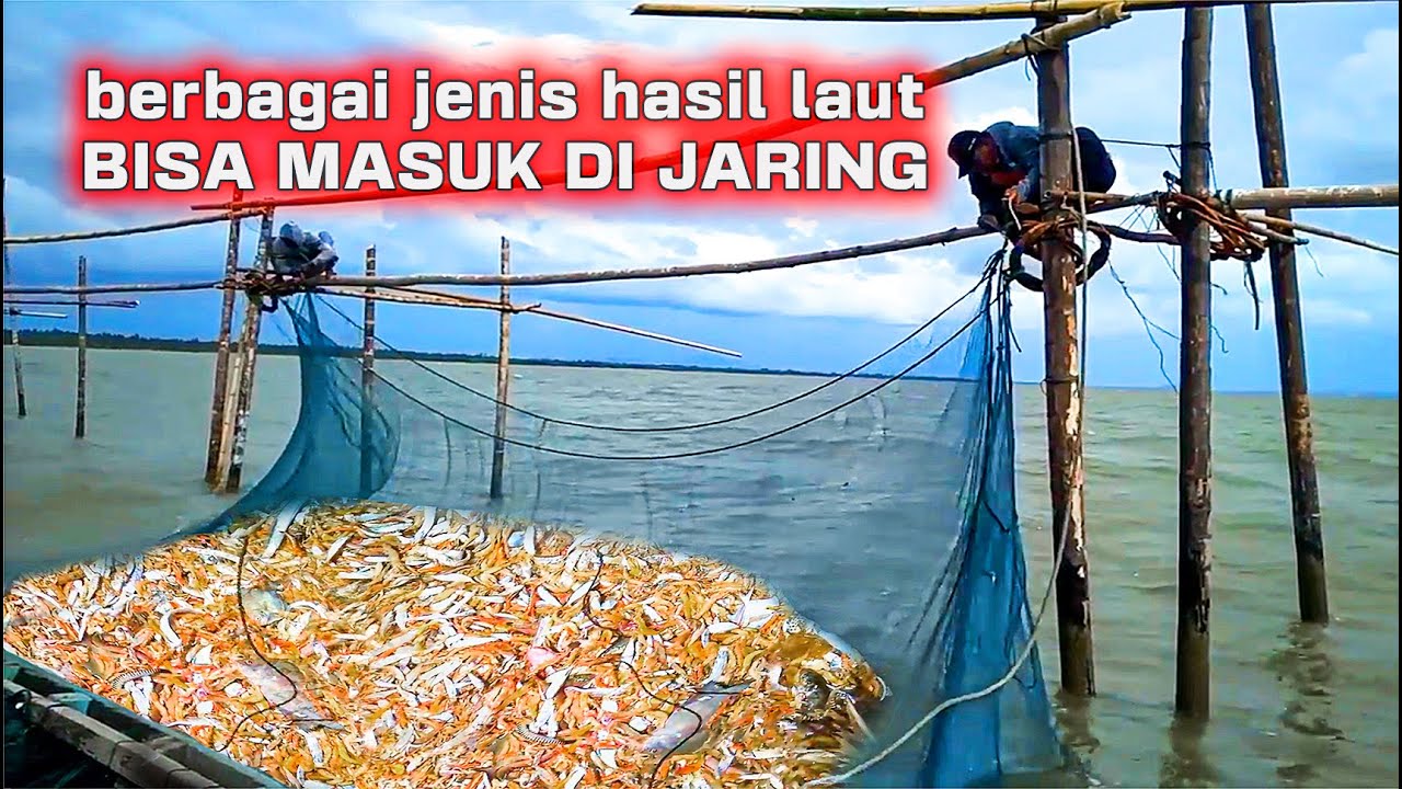 Perangkap ini bisa menangkap berbagai jenis hasil laut Jebakan udang ...