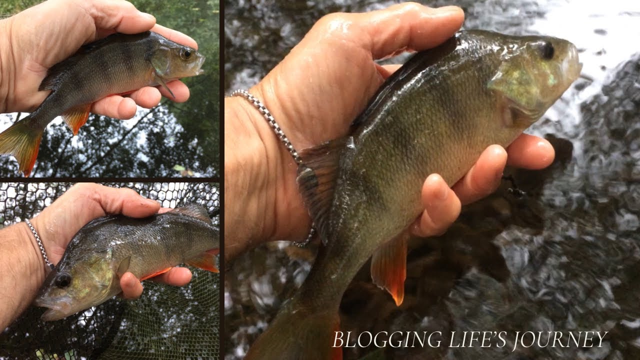A few fish from this morning’s angling session - YouTube