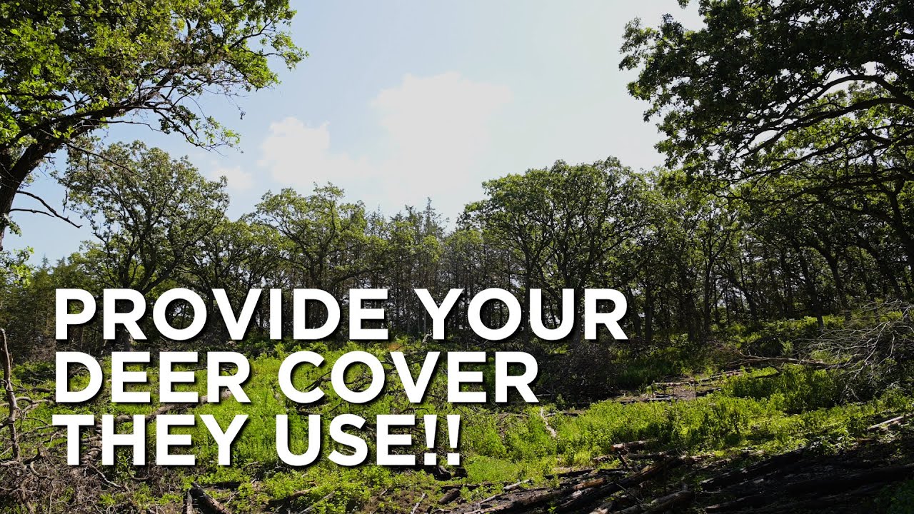 Providing Deer Cover ALL YEAR | Summer & Winter Bedding Areas - YouTube