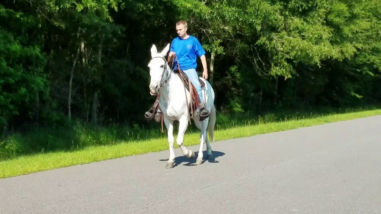 Gaited John mule - YouTube