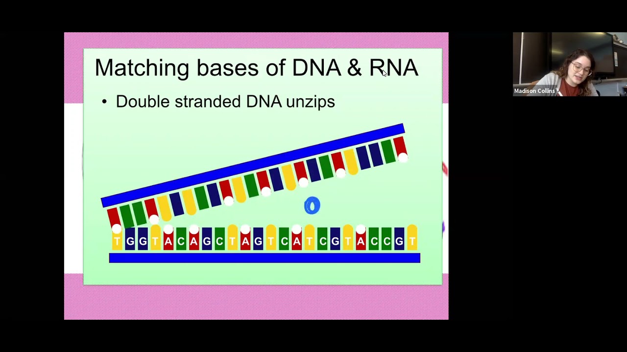 Genetics Day 4 Video - YouTube