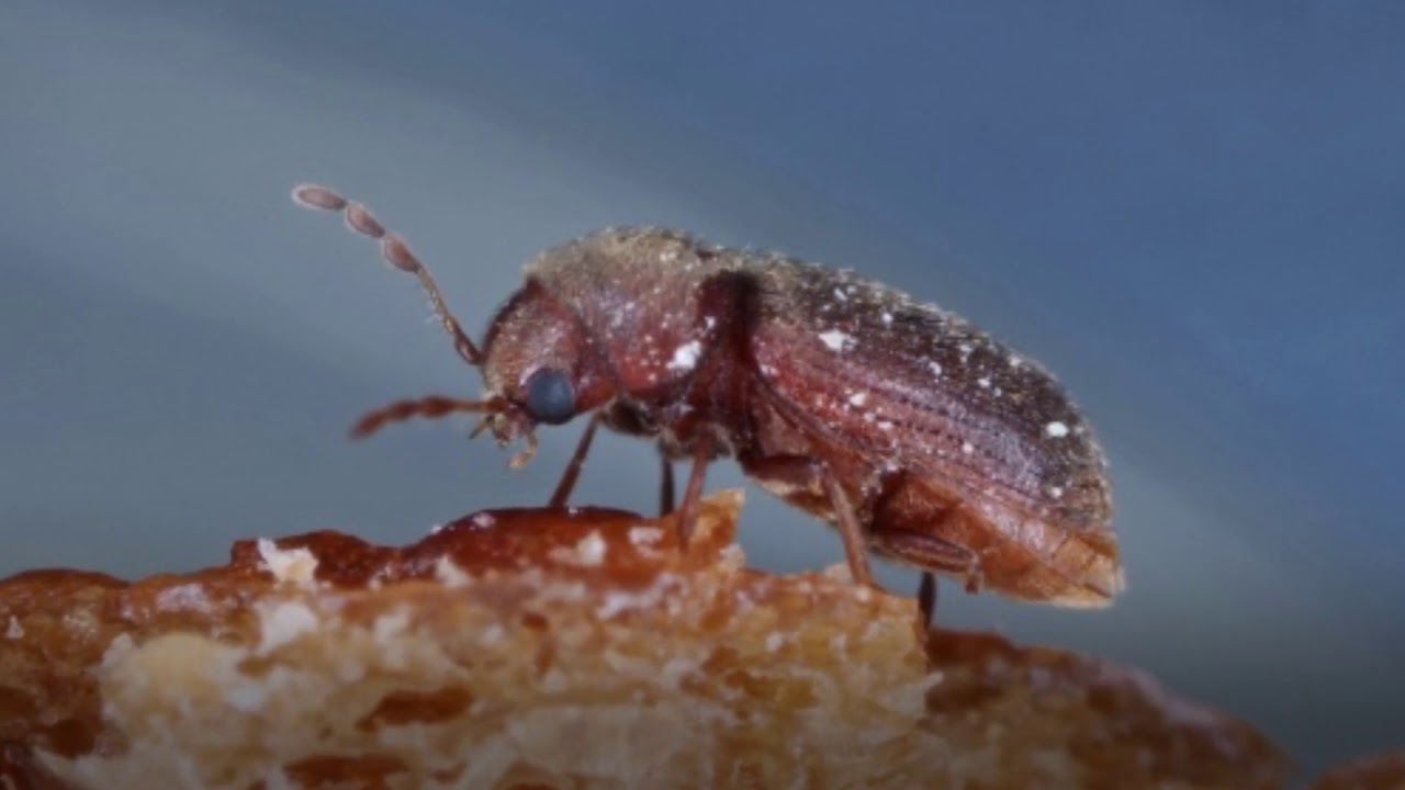 The Lifecycle Of The Woodworm - YouTube